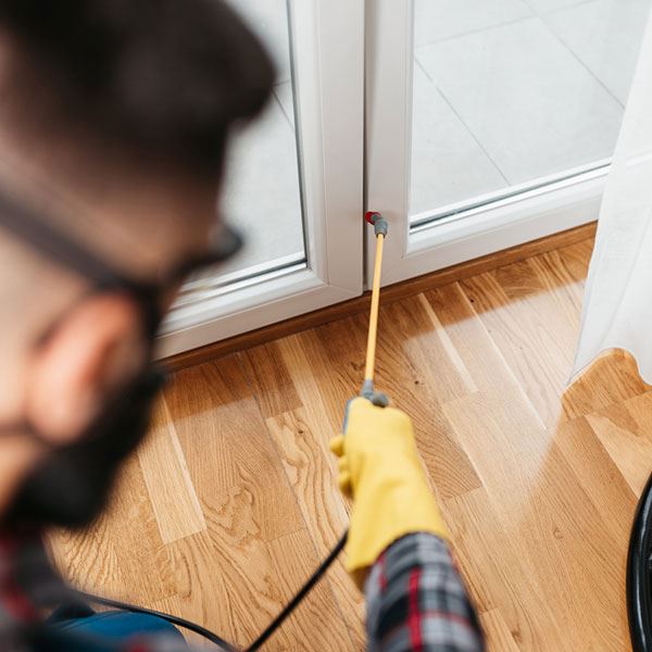 Pest Control in Walnut Creek, CA | California Exterminating Services